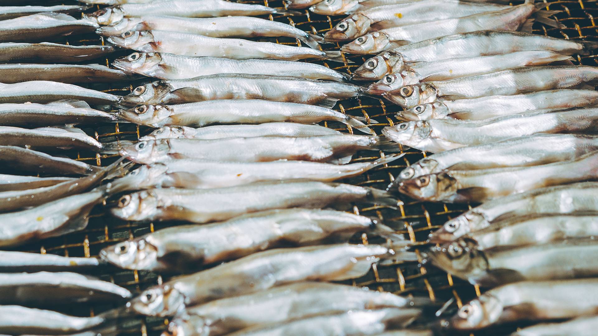 Seafood Traceability Benefits For Processors
